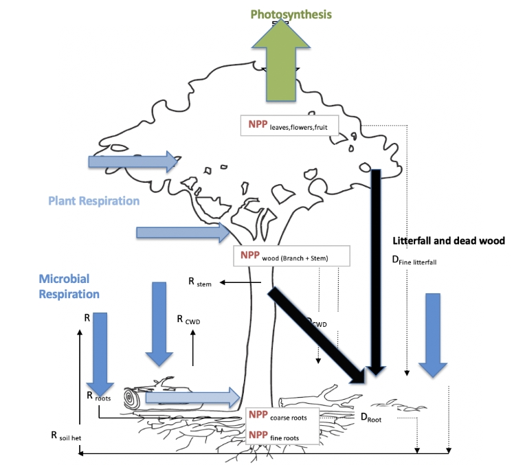 TIL about the Global Oxygen Cycle – Atanu Dey : Life is a Random Draw